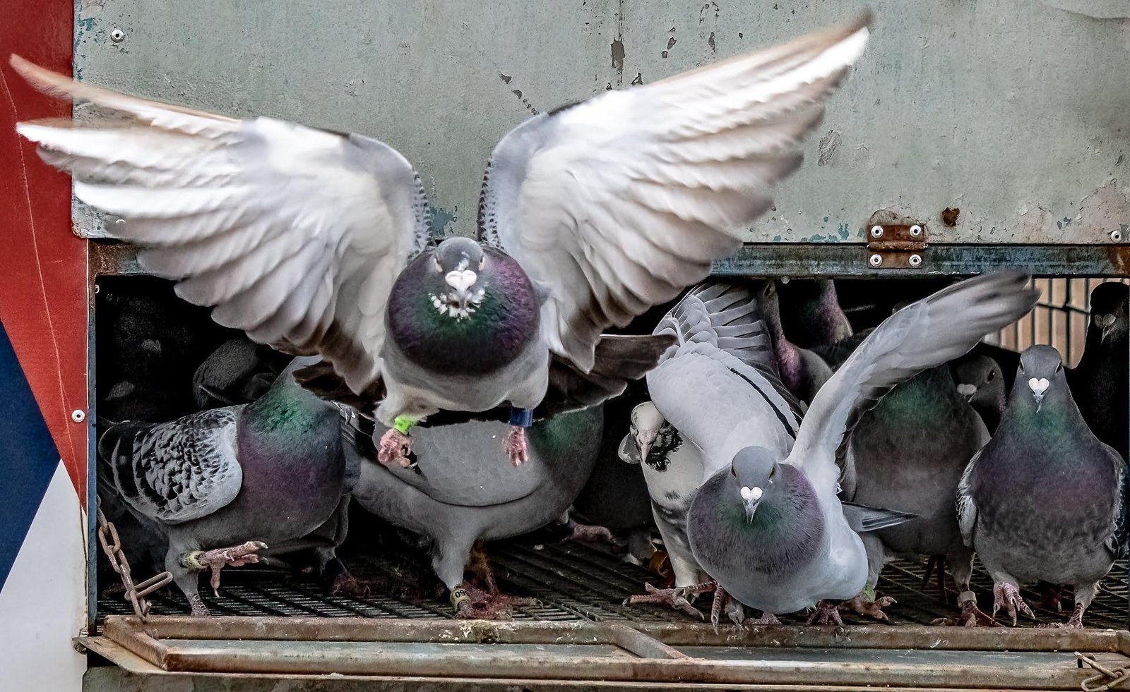 Boosting Performance in Overweight Racing Pigeons