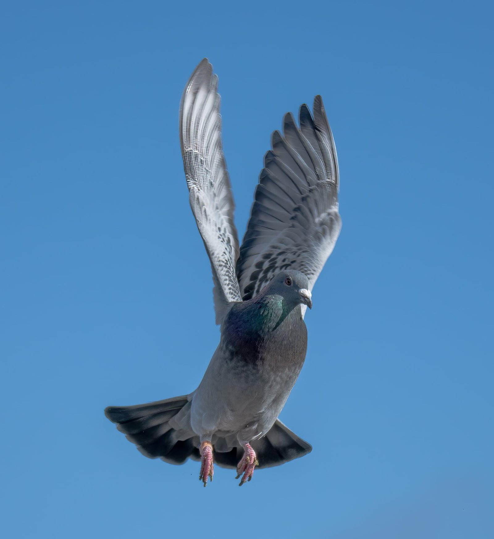 motivate your racing pigeons from zero to a hero