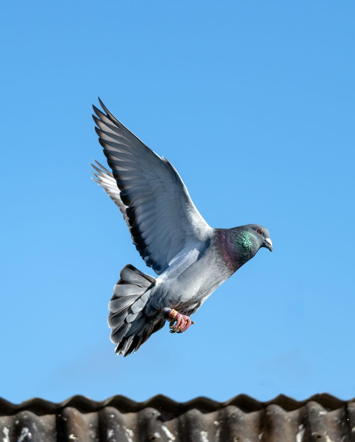 young bird racing results analyse your results