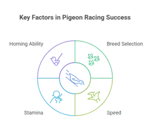 how to train your racing pigeons